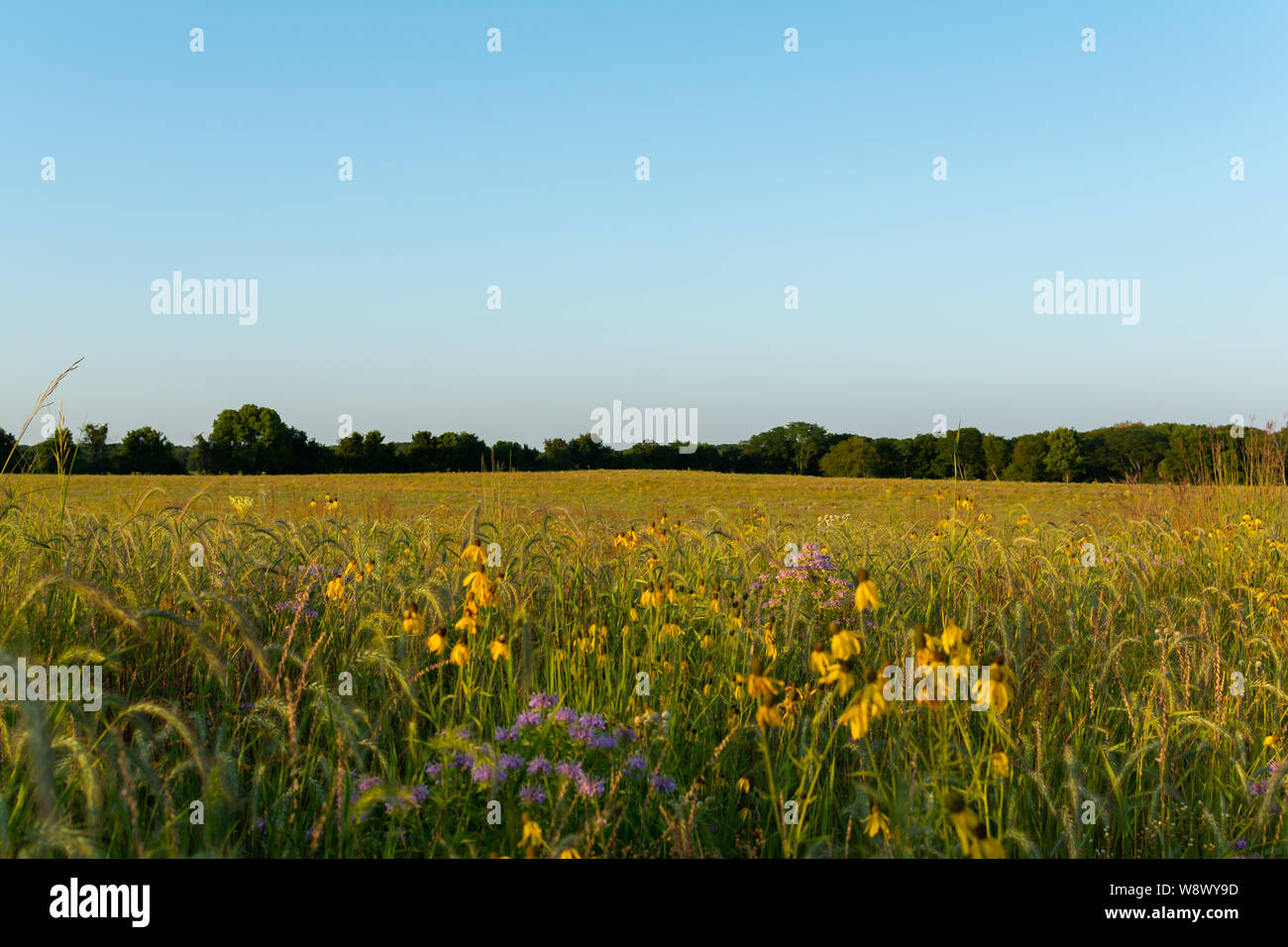 Summer Prairie wildflowers on a beautiful Summer afternoon. Dixon ...