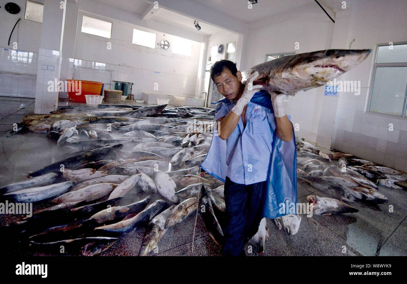 --FILE--A Chinese worker carries a frozen shark at a shark processing plant in Puqi town ...