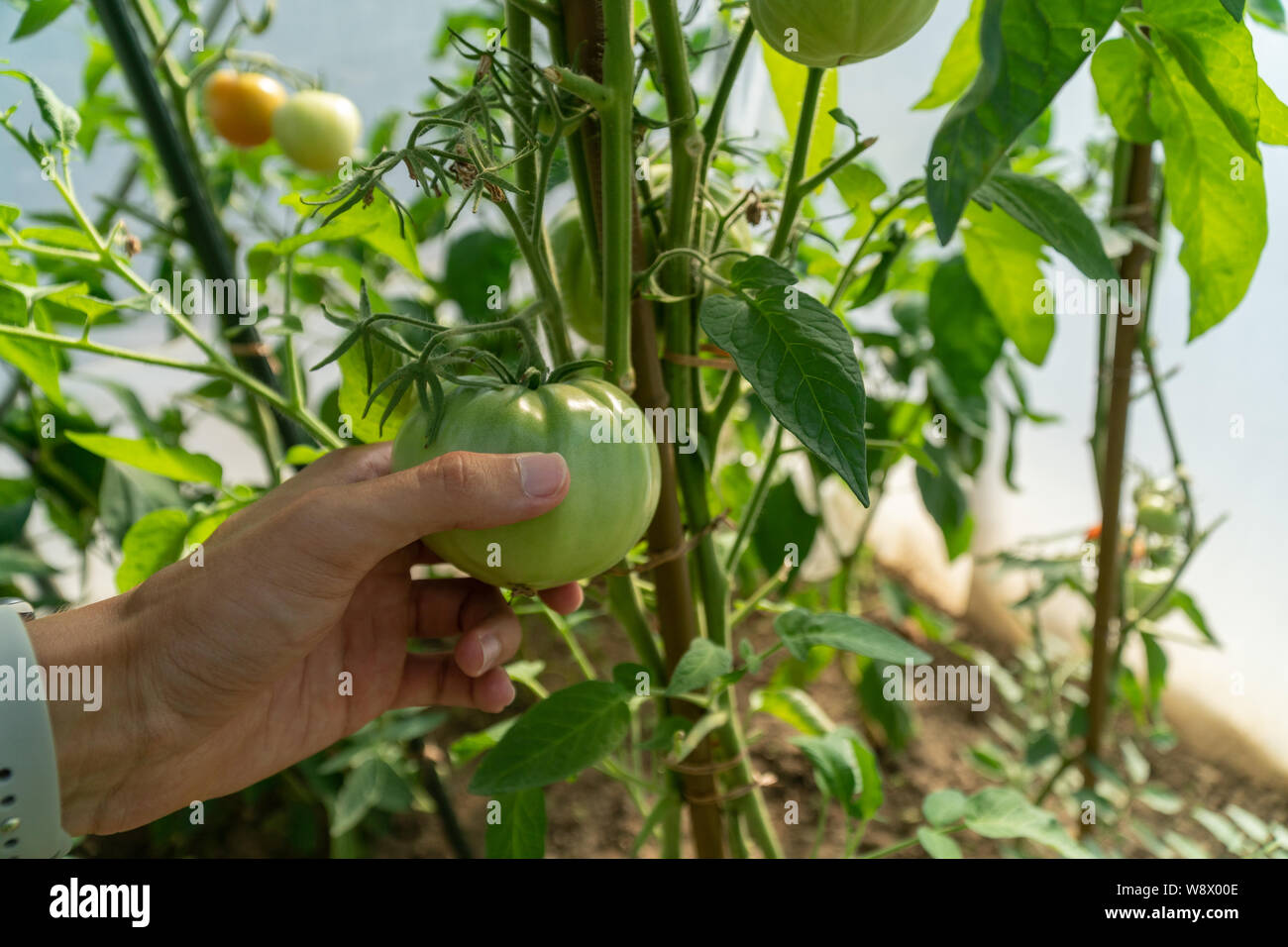 Hand holding green tomato, growing in greenhouse. Eco farming Stock ...