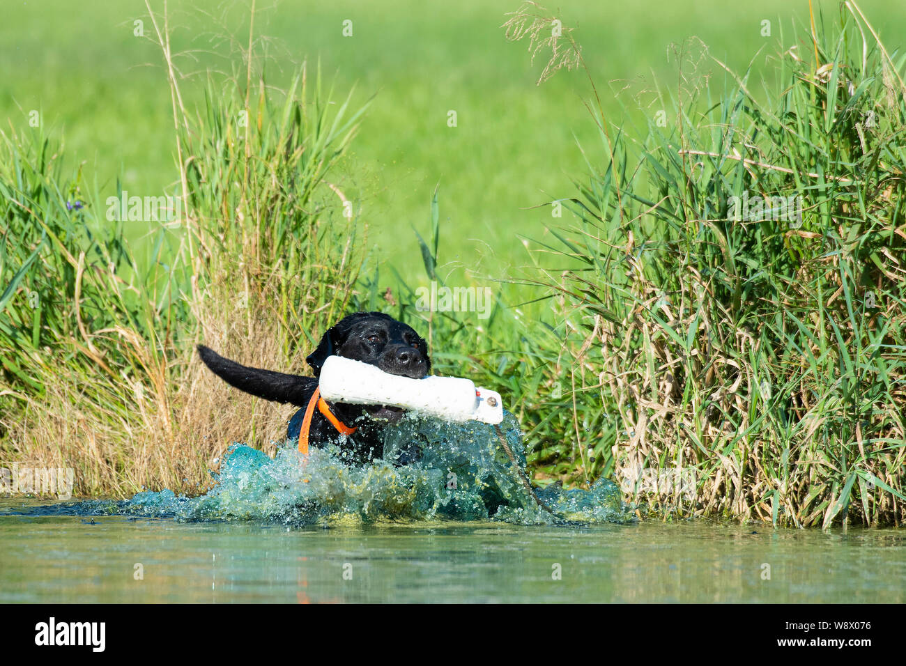 Dog training with Labrador Retrievers Stock Photo - Alamy