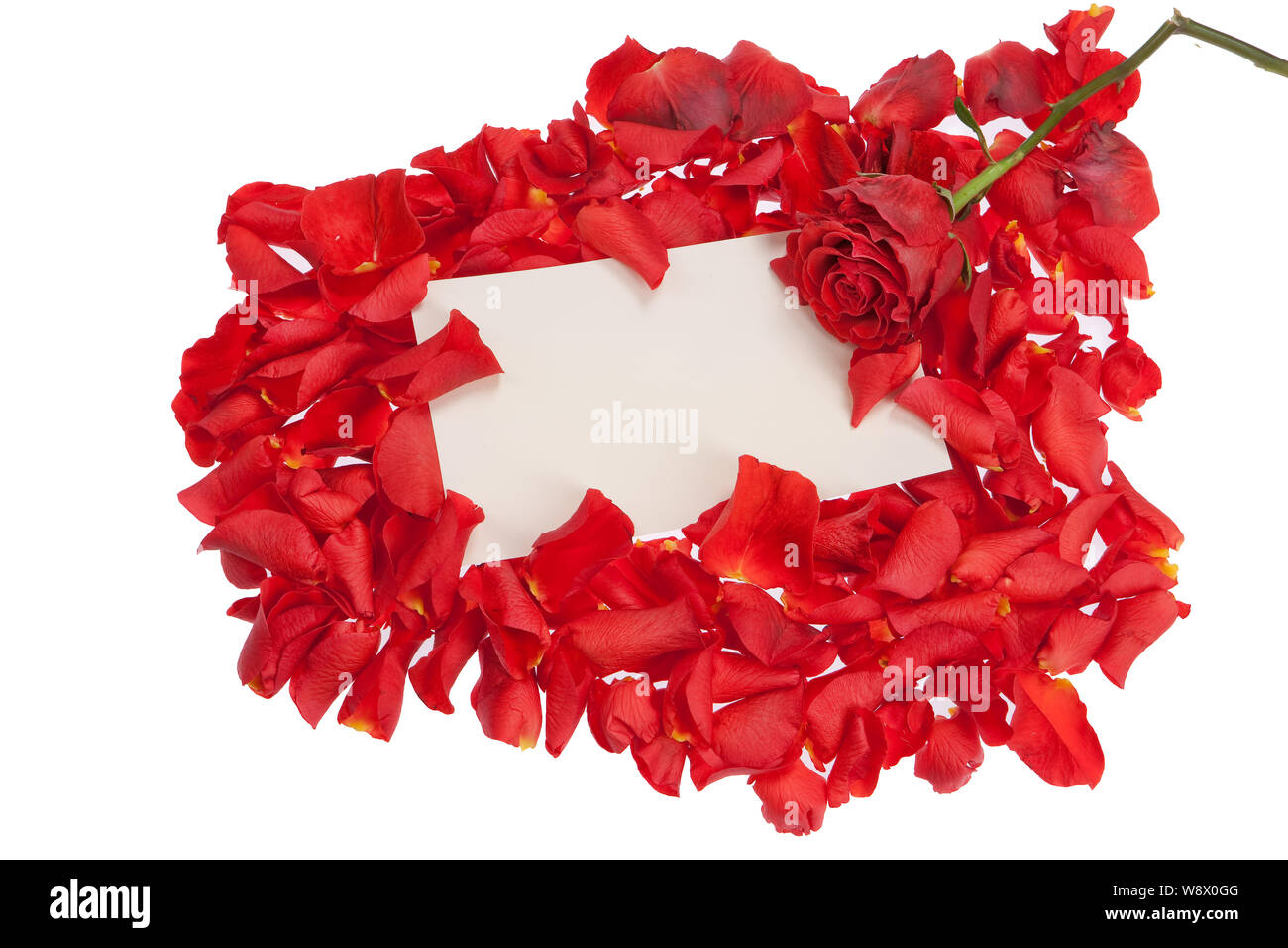 Red roses and a piece of paper on isolated studio background Stock ...