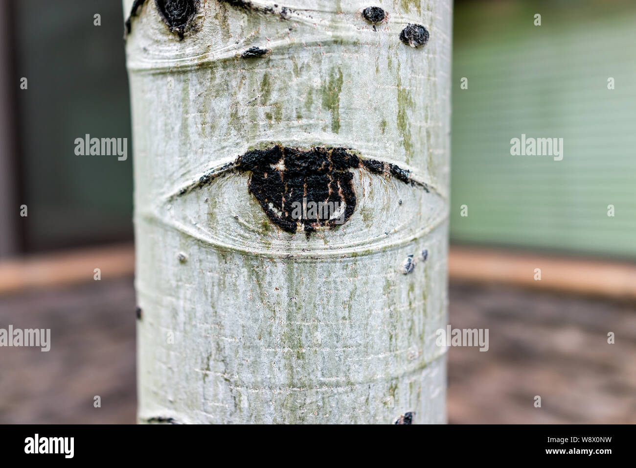 Snowmass Village, Colorado residential neighborhood and closeup of one ...