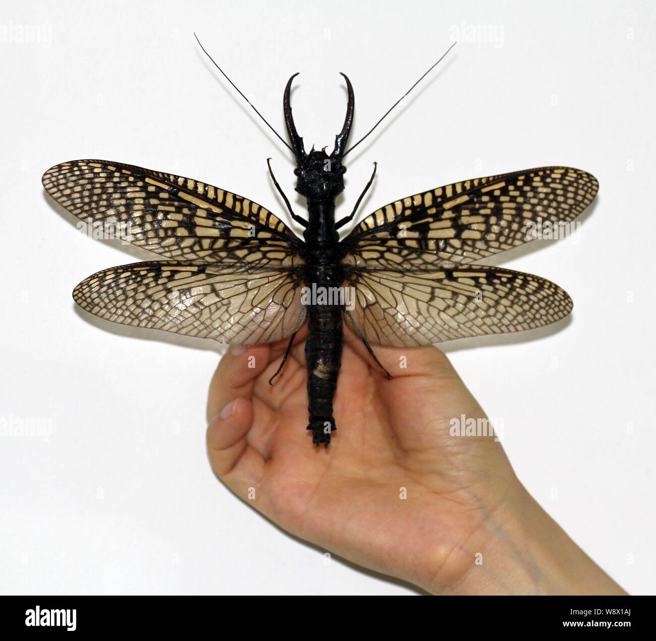 Megaloptera hi-res stock photography and images - Alamy