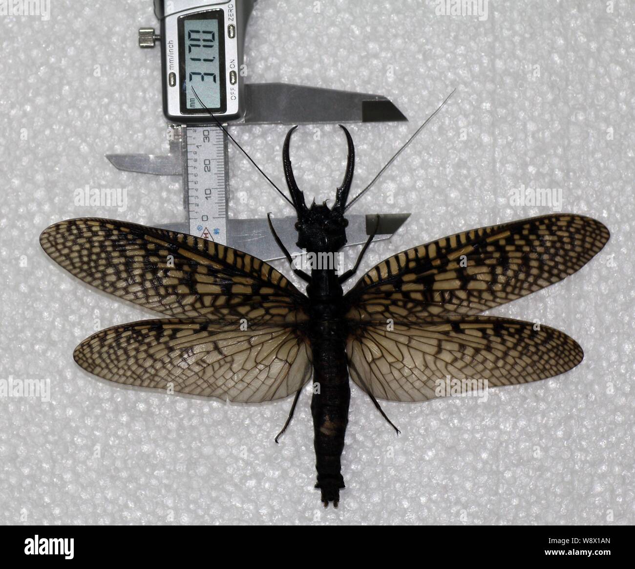 Megaloptera hi-res stock photography and images - Alamy