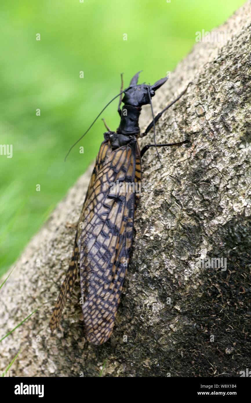This photo taken on 17 July 2014 shows an insect in the order Megaloptera which was discovered ...