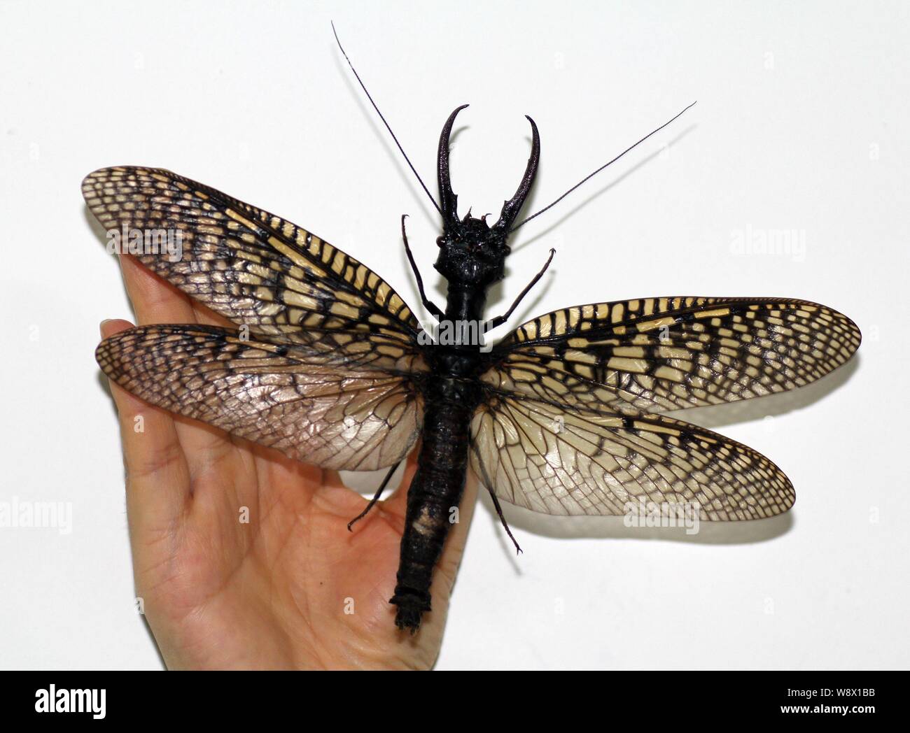 This photo taken on 17 July 2014 shows a specimen of an insect in the order Megaloptera which ...