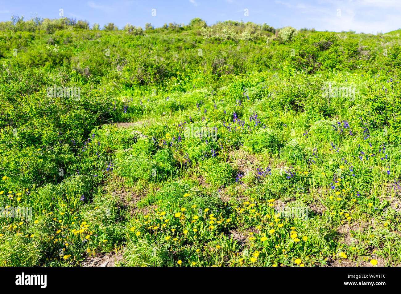 Meadow on Thomas Lakes Hike trail in Mt Sopris, Carbondale, Colorado ...