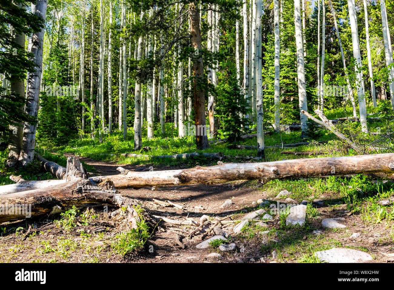 Aspen forest path in Thomas Lakes Hike in Mt Sopris, Carbondale ...