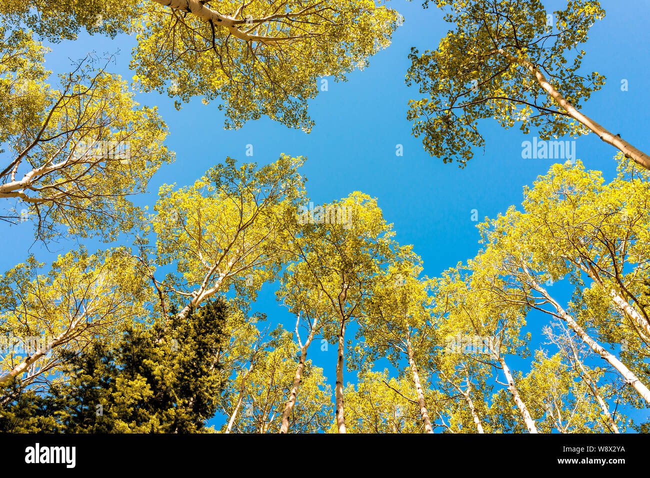 Colorful aspen trees in Colorado autumn yellow golden foliage leaves ...