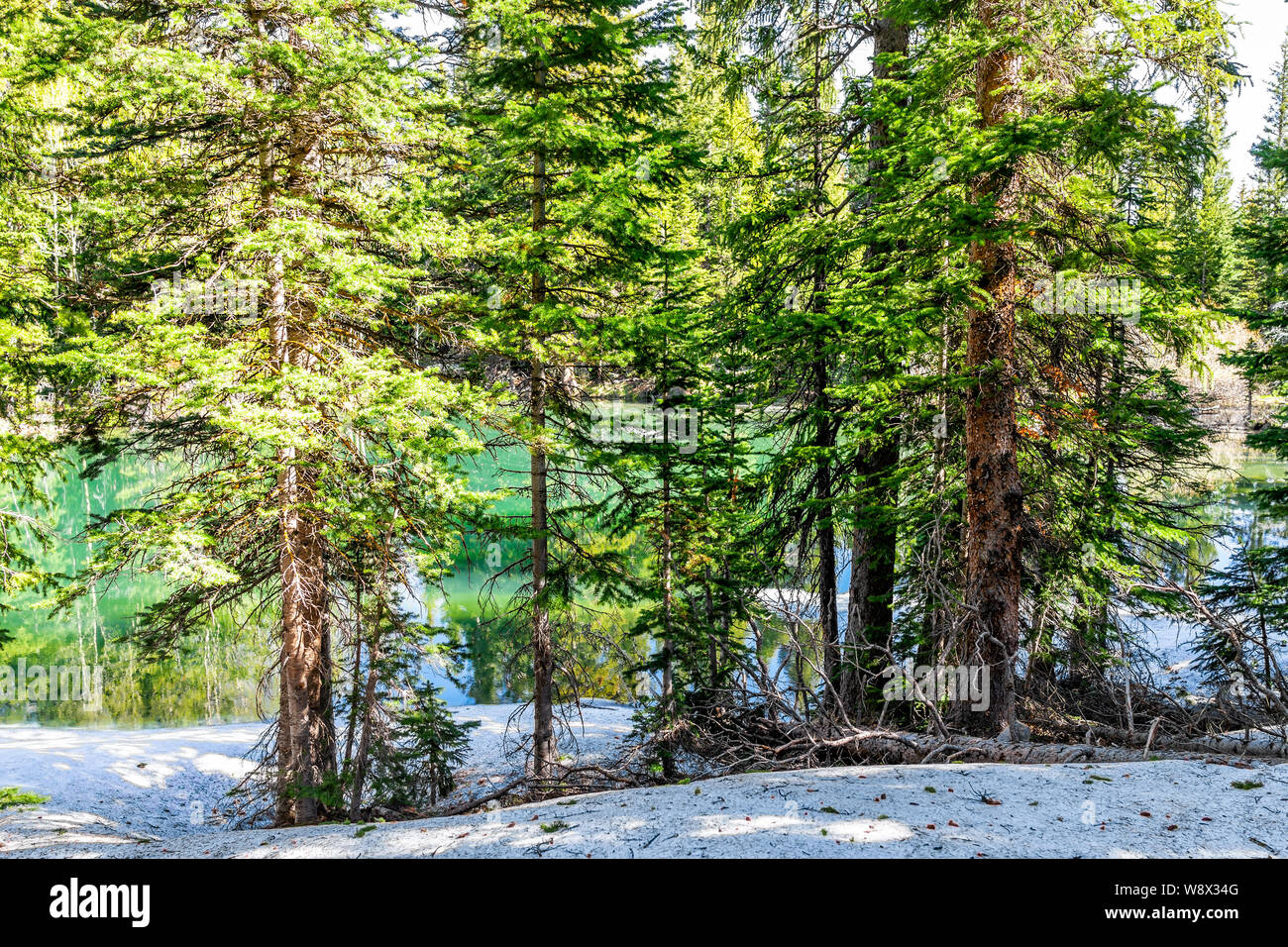 Pine tree forest and alpine lake water in background on Thomas Lakes ...