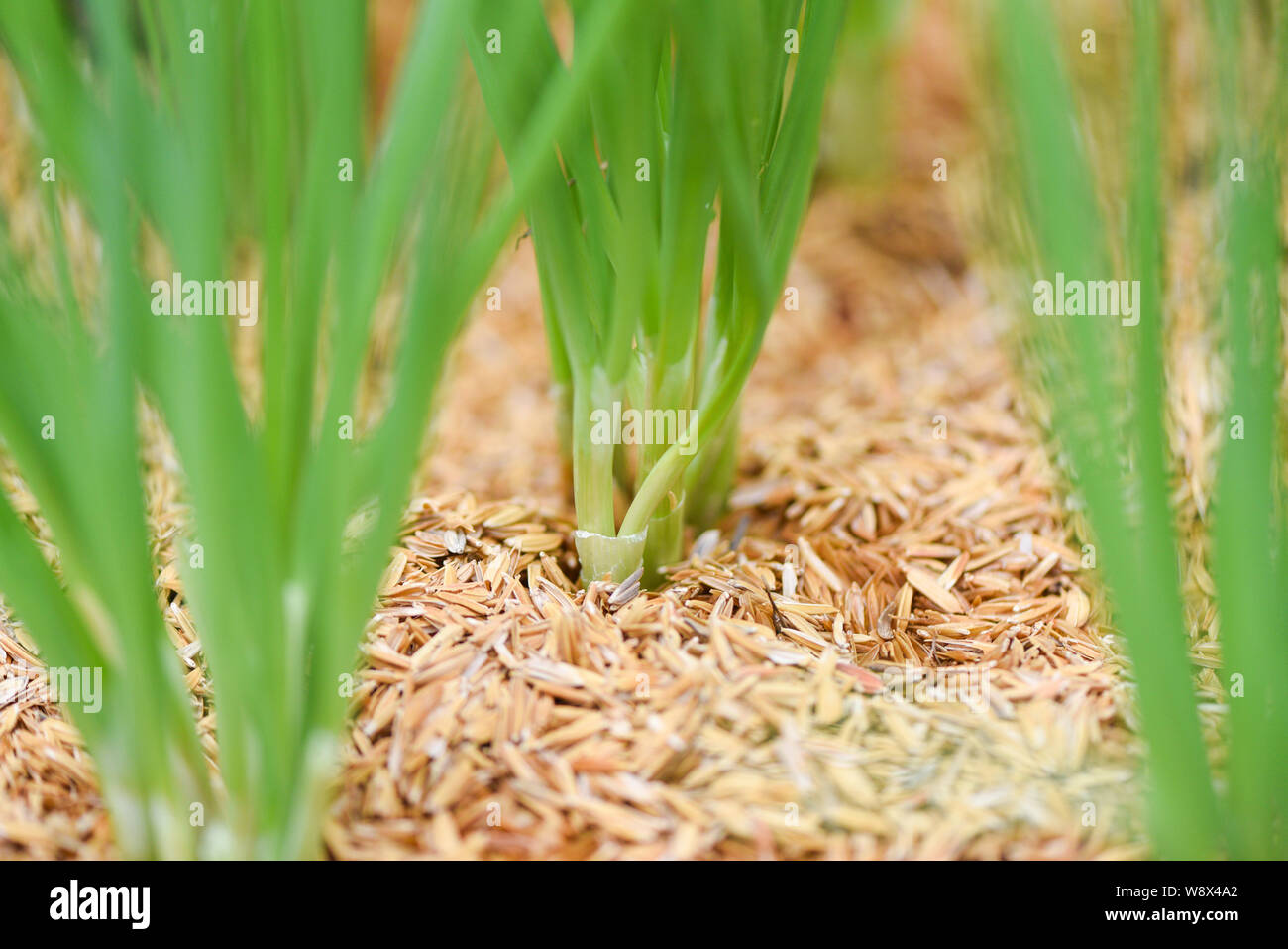 shallots growing from soil / small plant onion sprouts green seedling ...