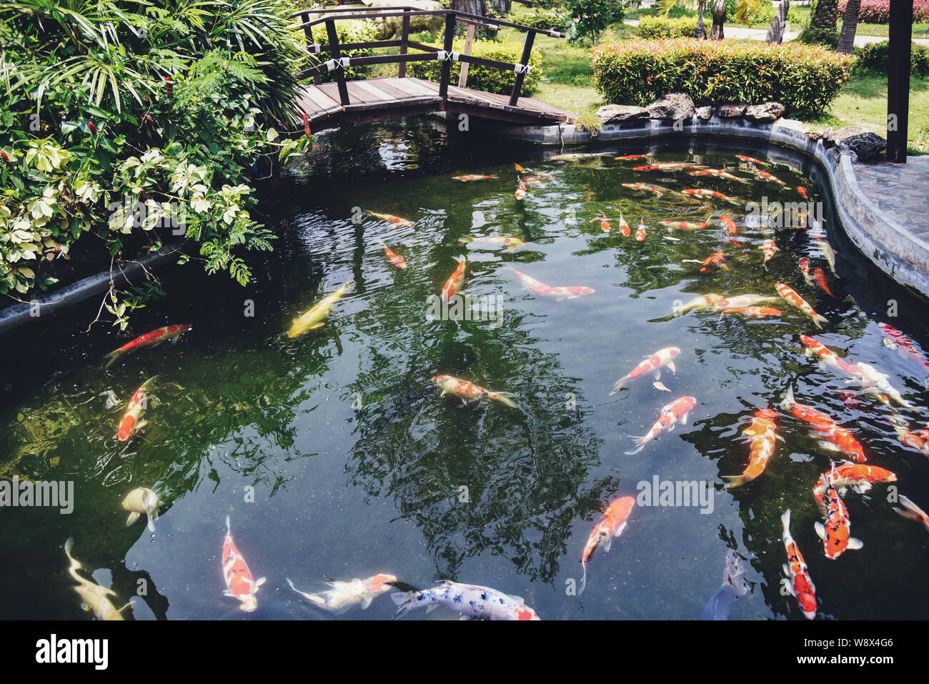 Colorful fancy koi fish on the surface water / beautiful fish carp ...