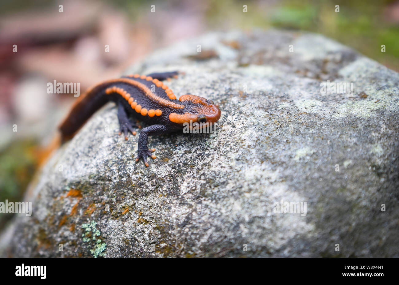 salamander on the rock / wildlife reptile crocodile salamander spotted ...