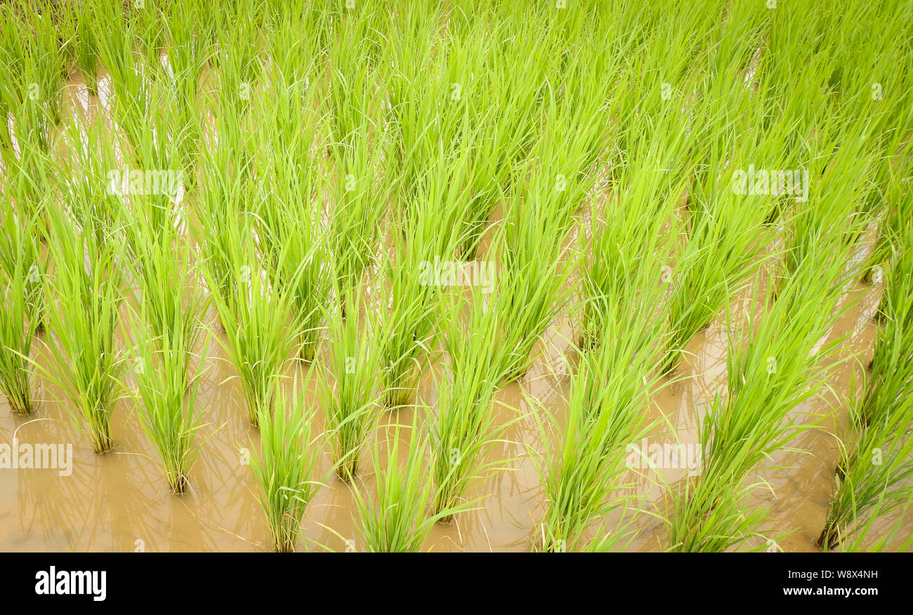planting rice on rainy season Asian agriculture / The Farmer planting ...
