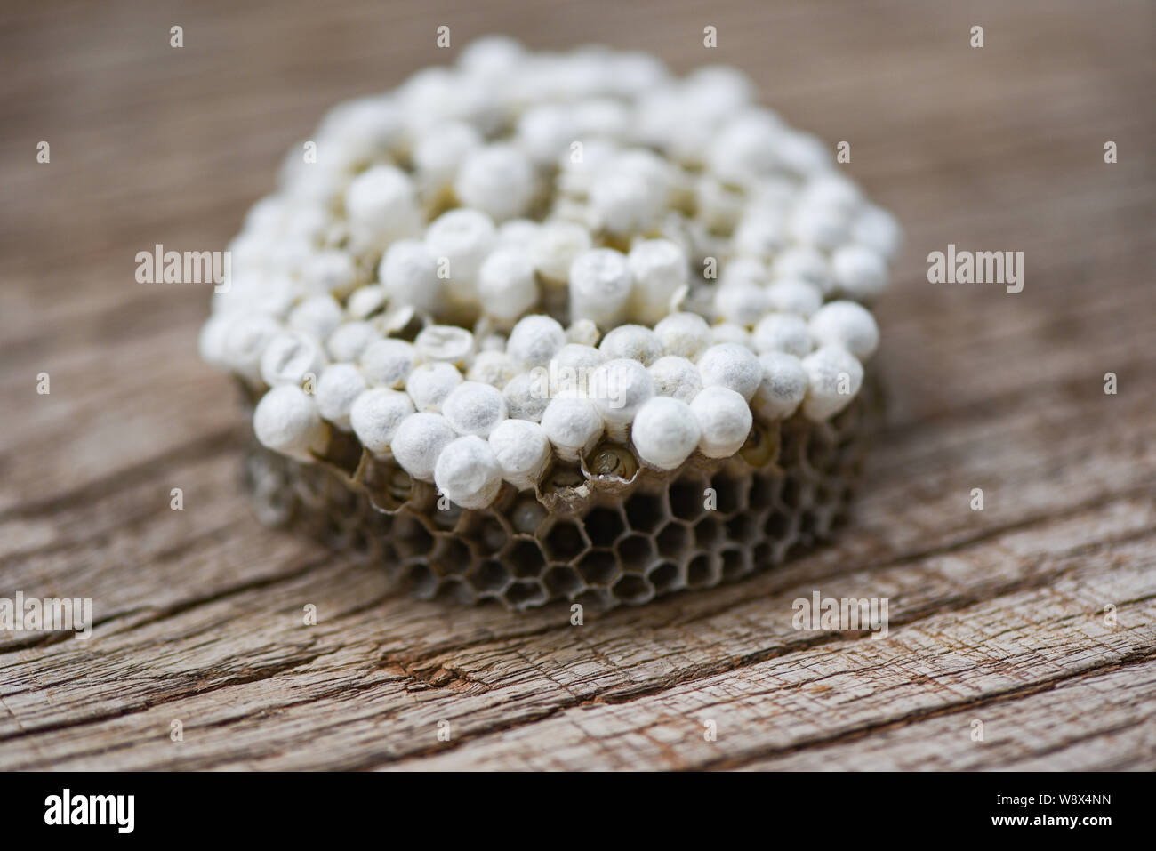 wasp nest or hornet nest with larva on wooden background , close up ...