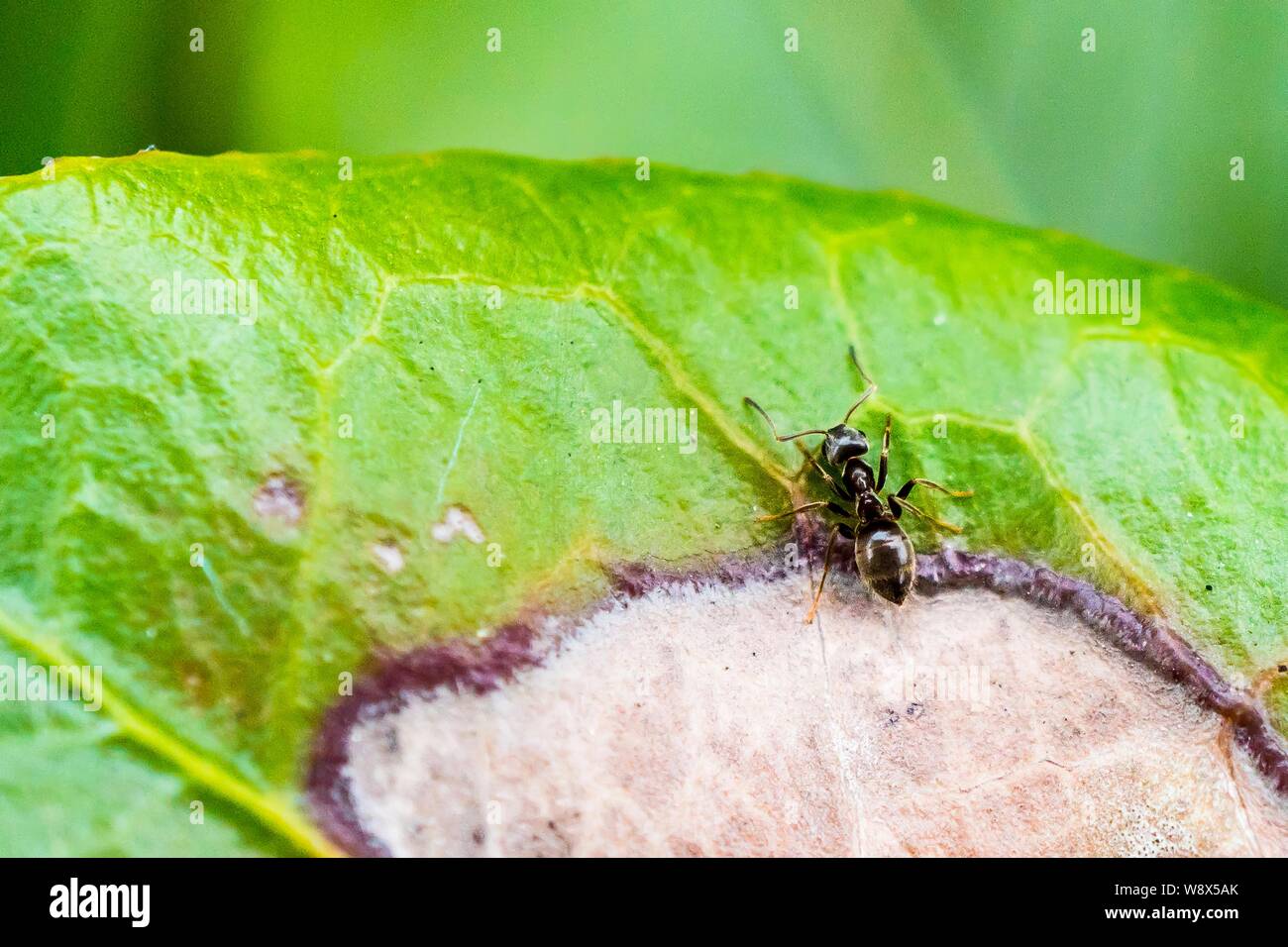 Leaf insect phylliidae hi-res stock photography and images - Alamy