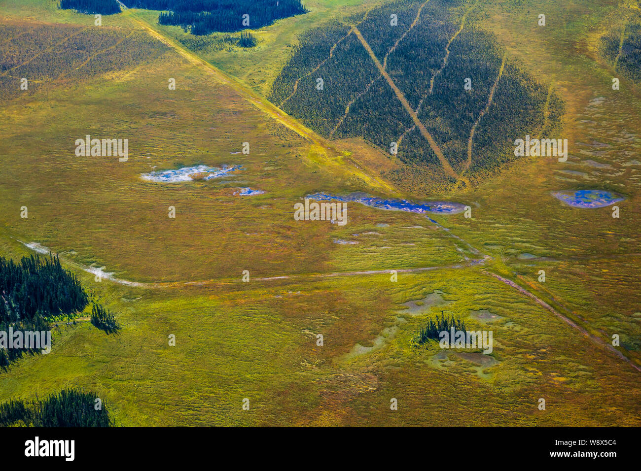 Muskeg hi-res stock photography and images - Alamy