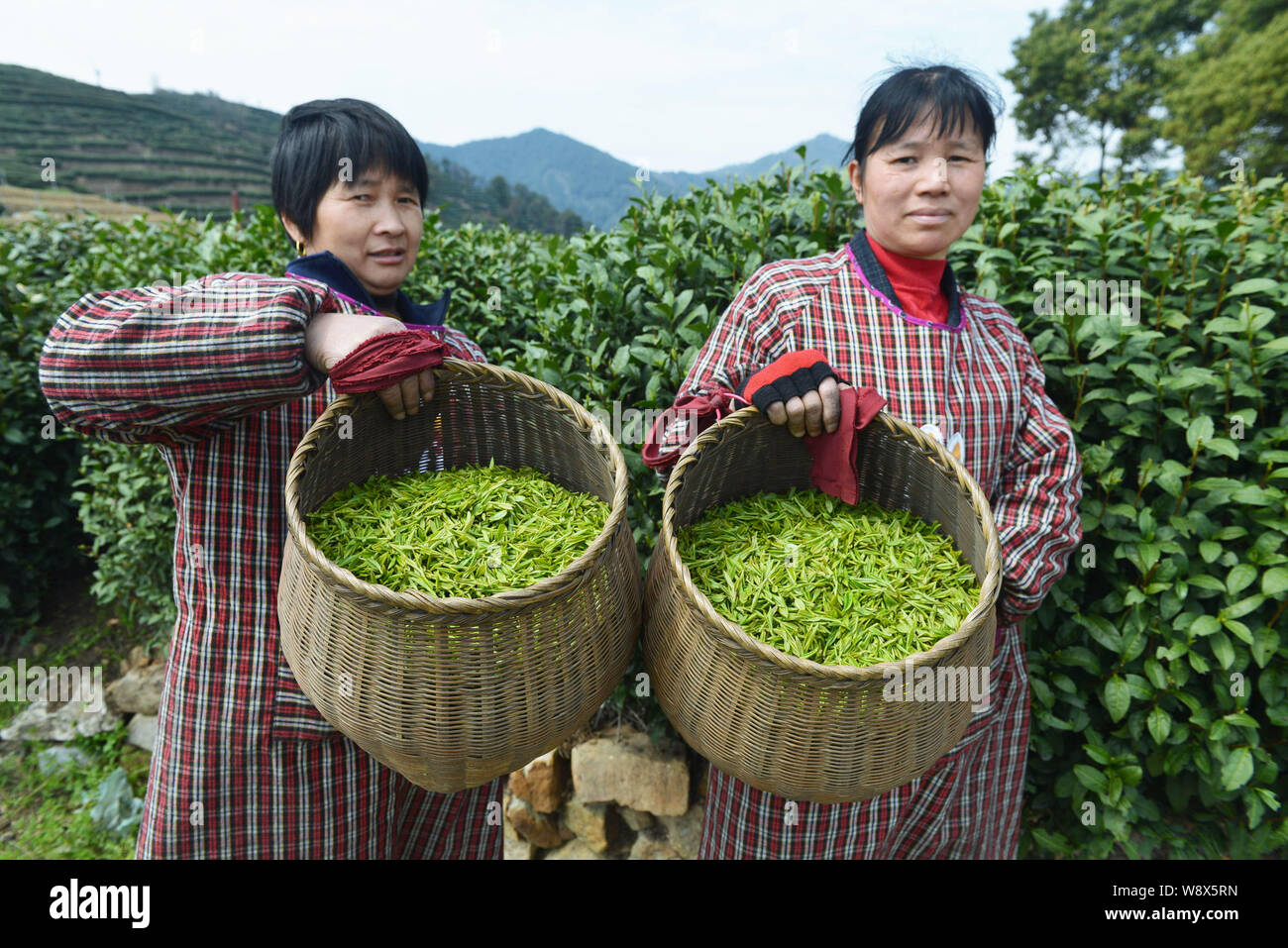 --FILE--Chinese farmers show baskets of West Lake Longjing tea leaves ...