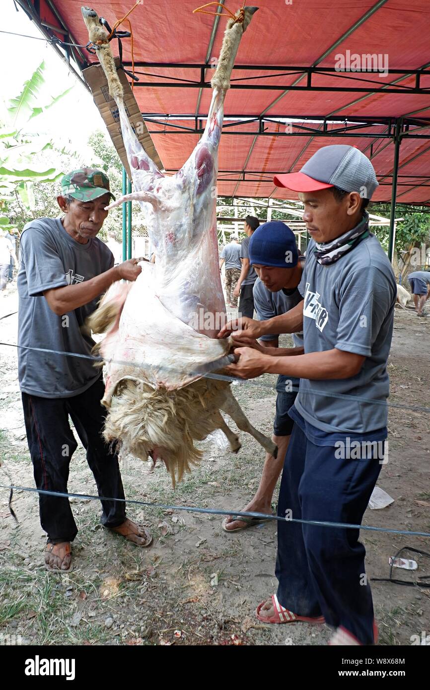 Skinning Sheep High Resolution Stock Photography and Images - Alamy