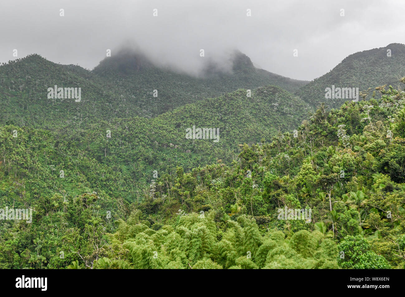 Rainforest puerto rico canopy hi-res stock photography and images - Alamy