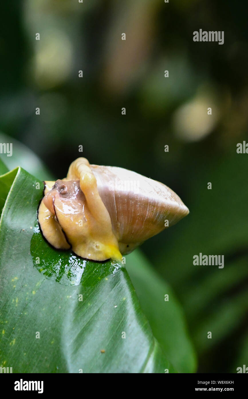 Tree snail Caracolus caracolla in El Yunque National Forest Puerto Rico ...