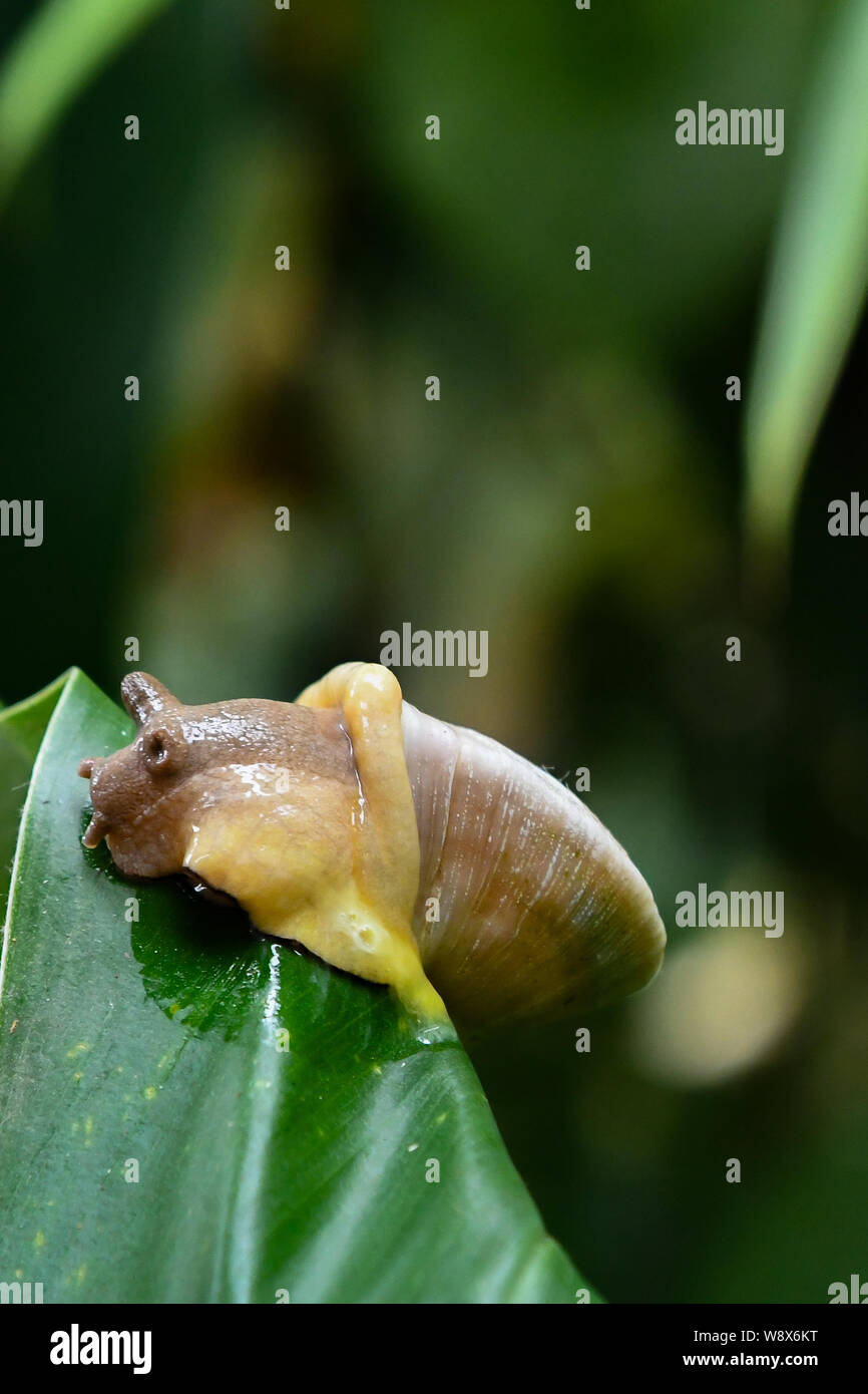 Tree snail Caracolus caracolla in El Yunque National Forest Puerto Rico ...