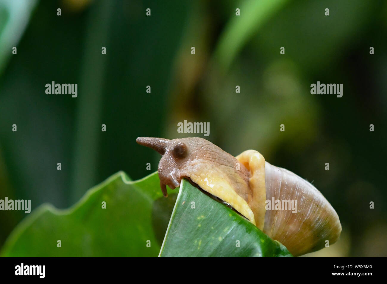 Tree snail Caracolus caracolla in El Yunque National Forest Puerto Rico ...