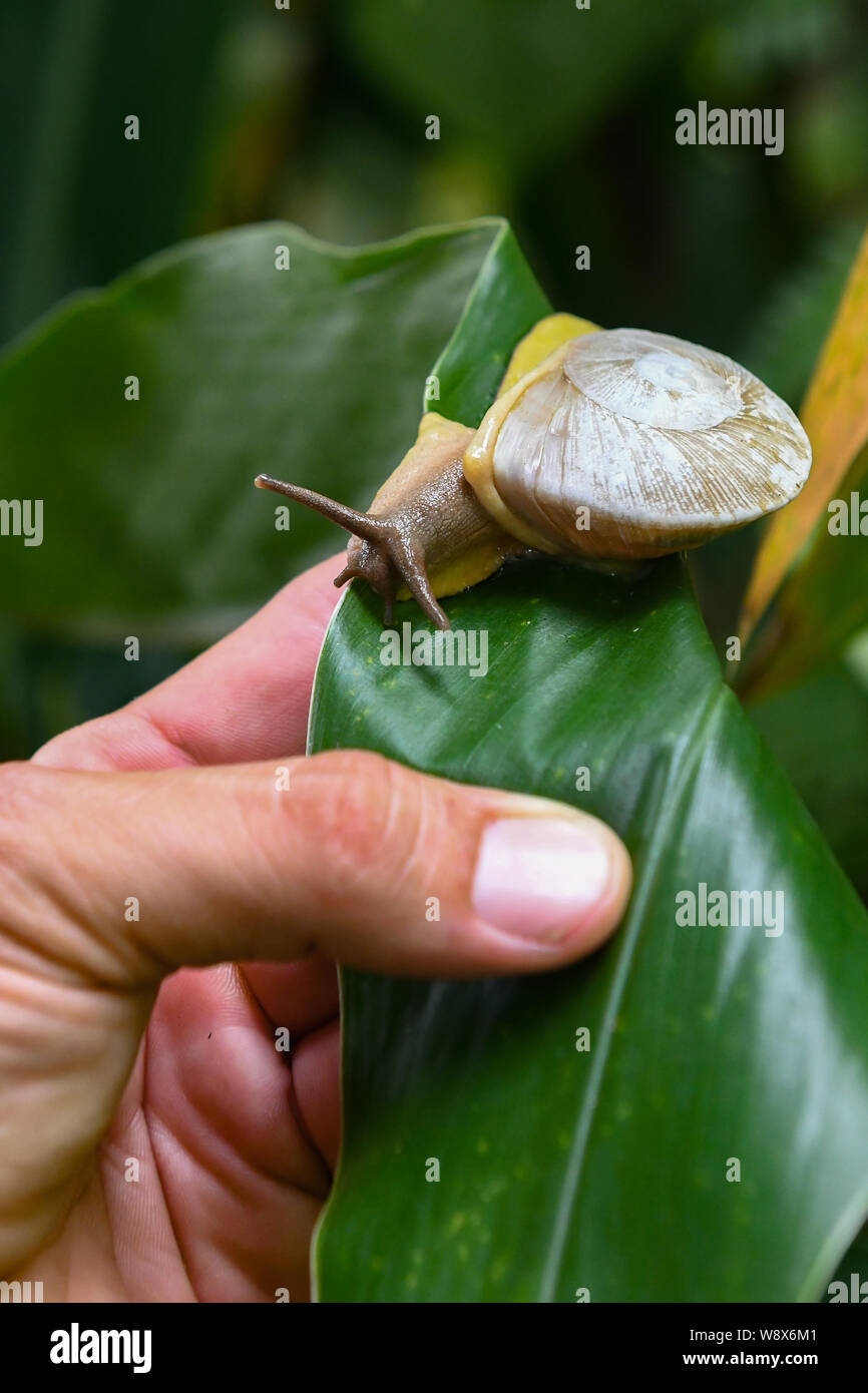 Tree snail Caracolus caracolla in El Yunque National Forest Puerto Rico ...