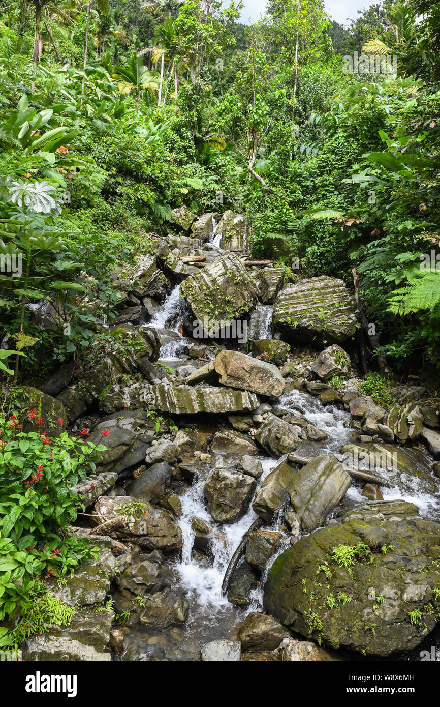 Pretty forest stream with small waterfalls in El Yunque National Forest ...