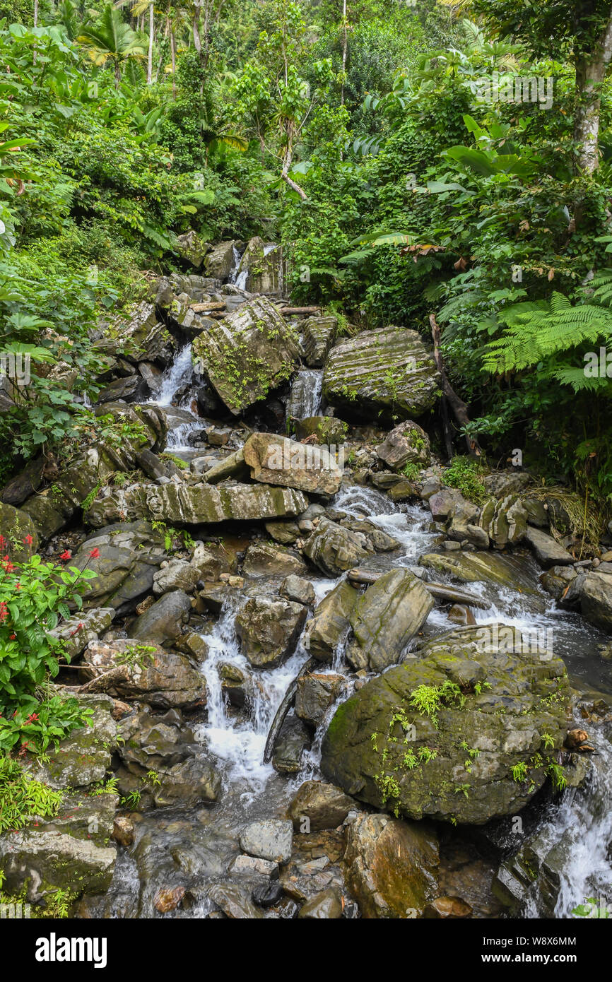 Pretty forest stream with small waterfalls in El Yunque National Forest ...
