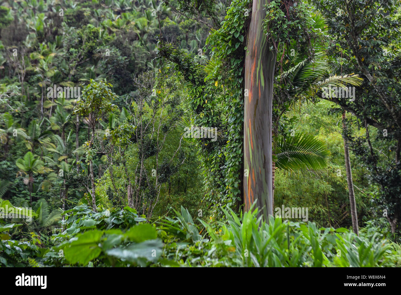 Rainbow tree puerto rico hi-res stock photography and images - Alamy