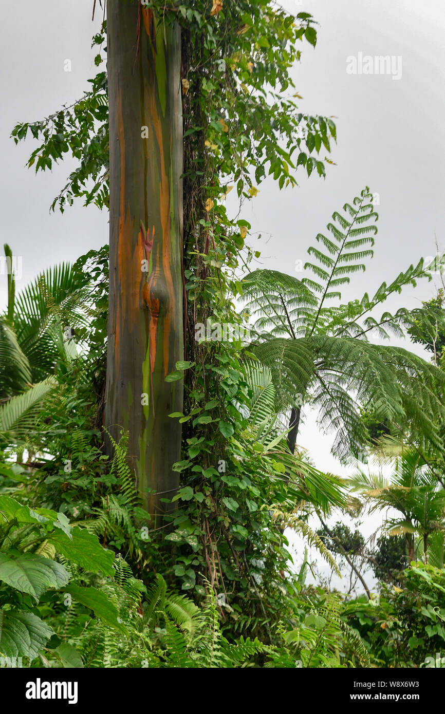 Rainbow tree in El Yunque National forest - Eucalyptus deglupta in ...