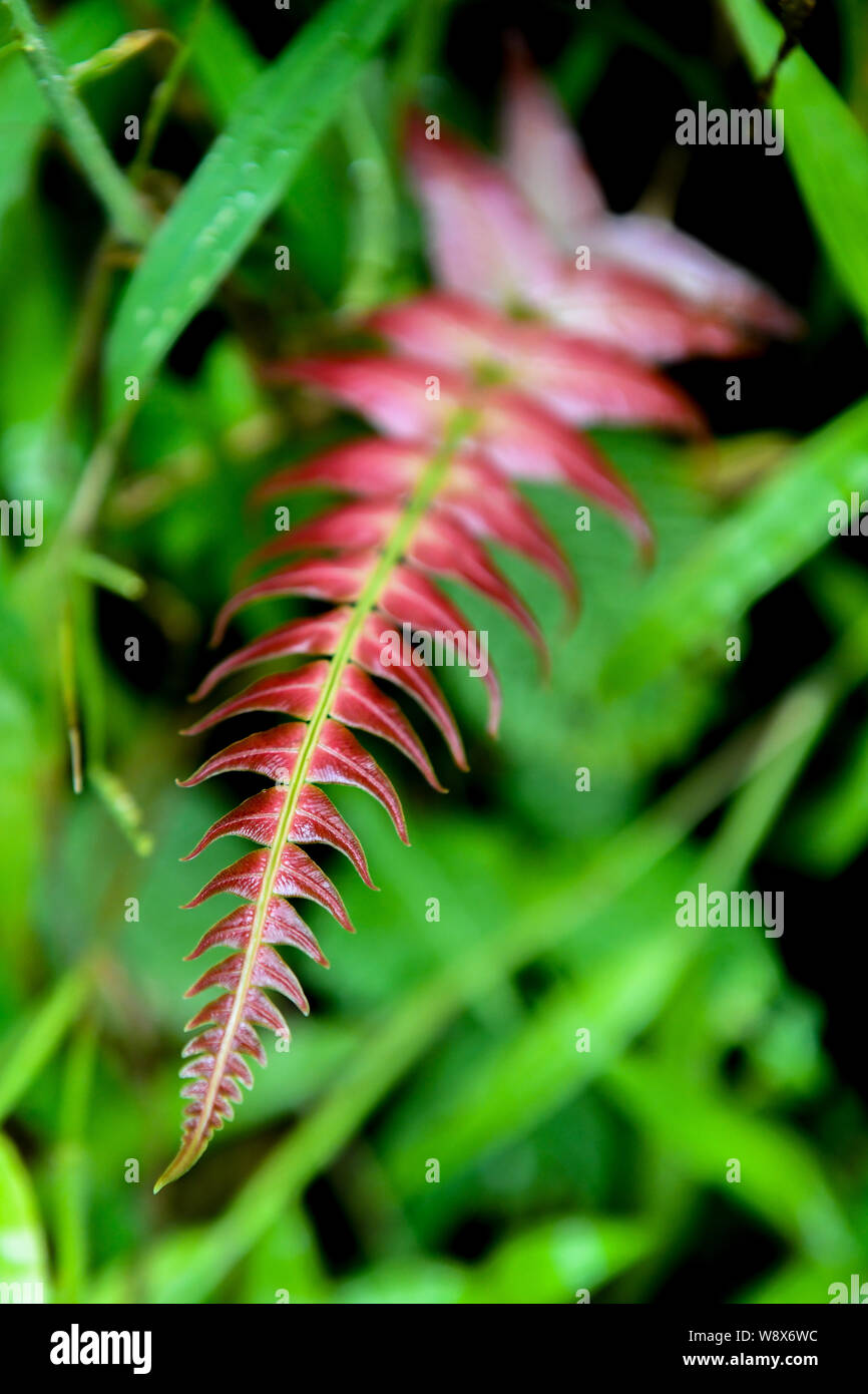 Flora Puerto Rico Puerto Rican Sun Flower Farm Stock Photo 1075398101