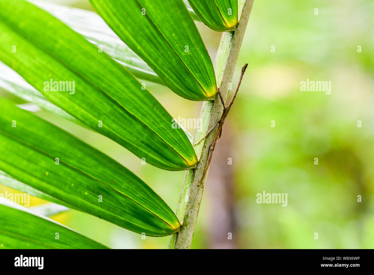 El yunque puerto rico insect hi-res stock photography and images - Alamy