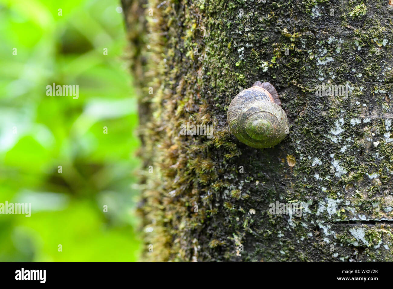 Tree snail Caracolus caracolla in El Yunque National Forest Puerto Rico ...