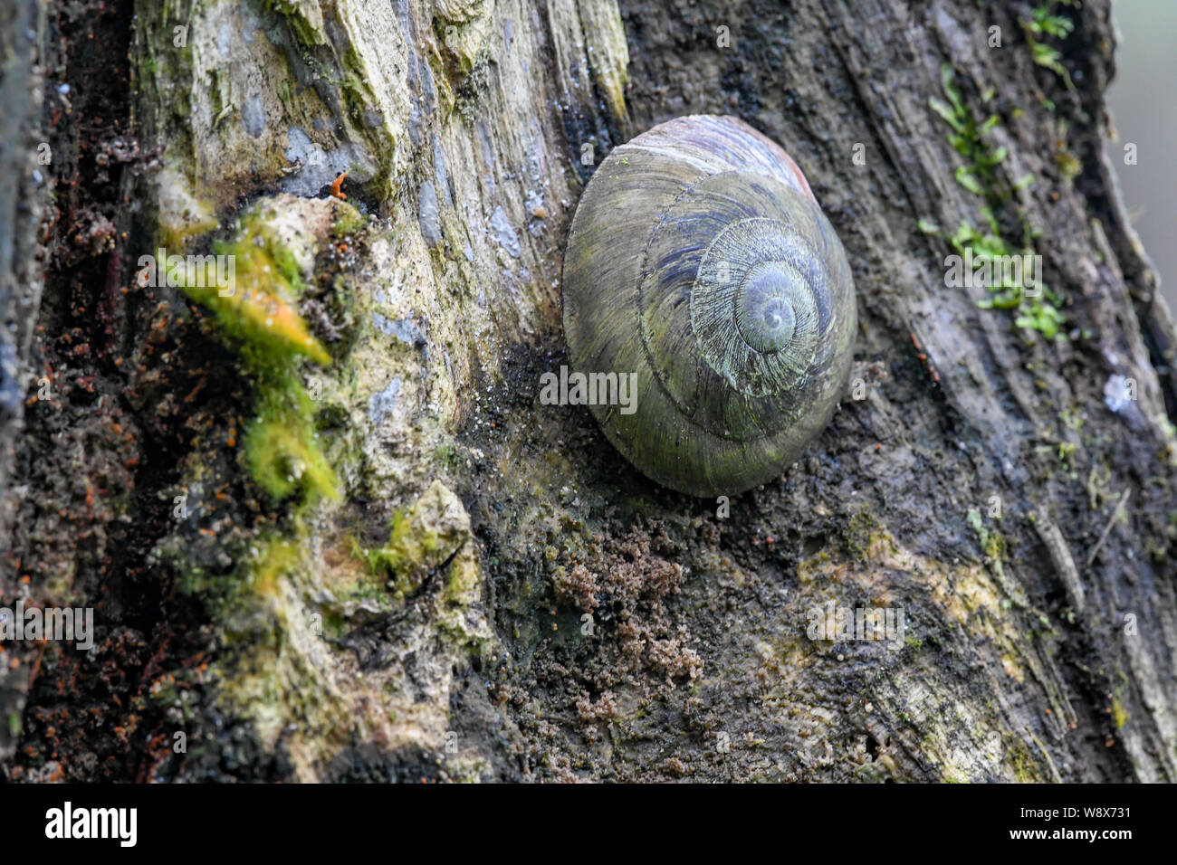 Tree snail Caracolus caracolla in El Yunque National Forest Puerto Rico ...