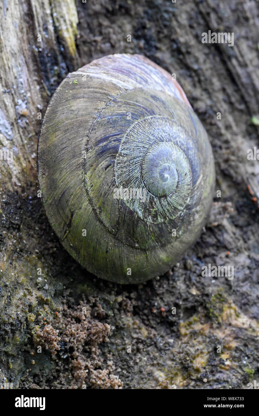 Tree snail hi-res stock photography and images - Alamy