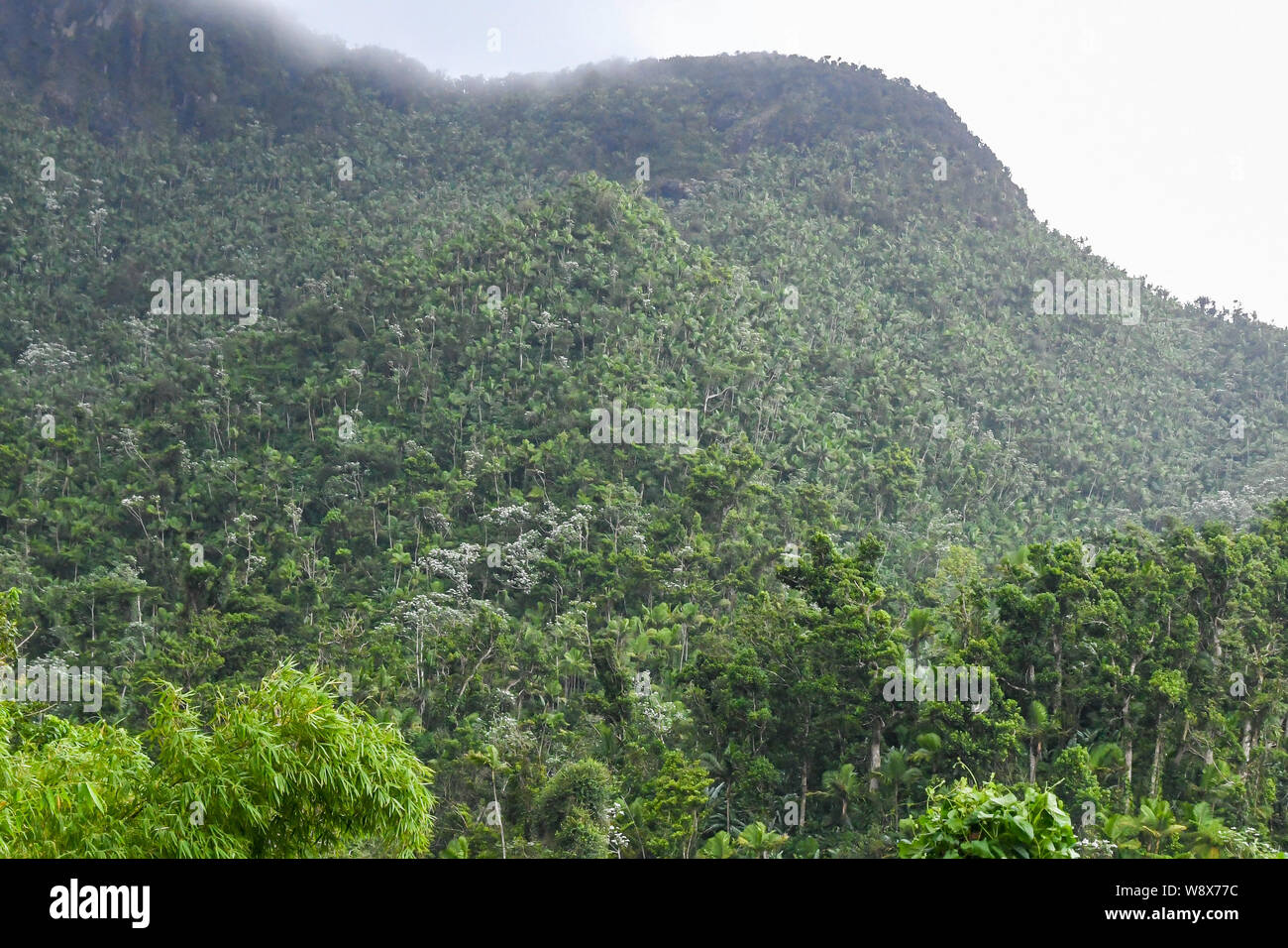 El Yunque National forest Puerto Rico - hurricane Maria recovery has ...