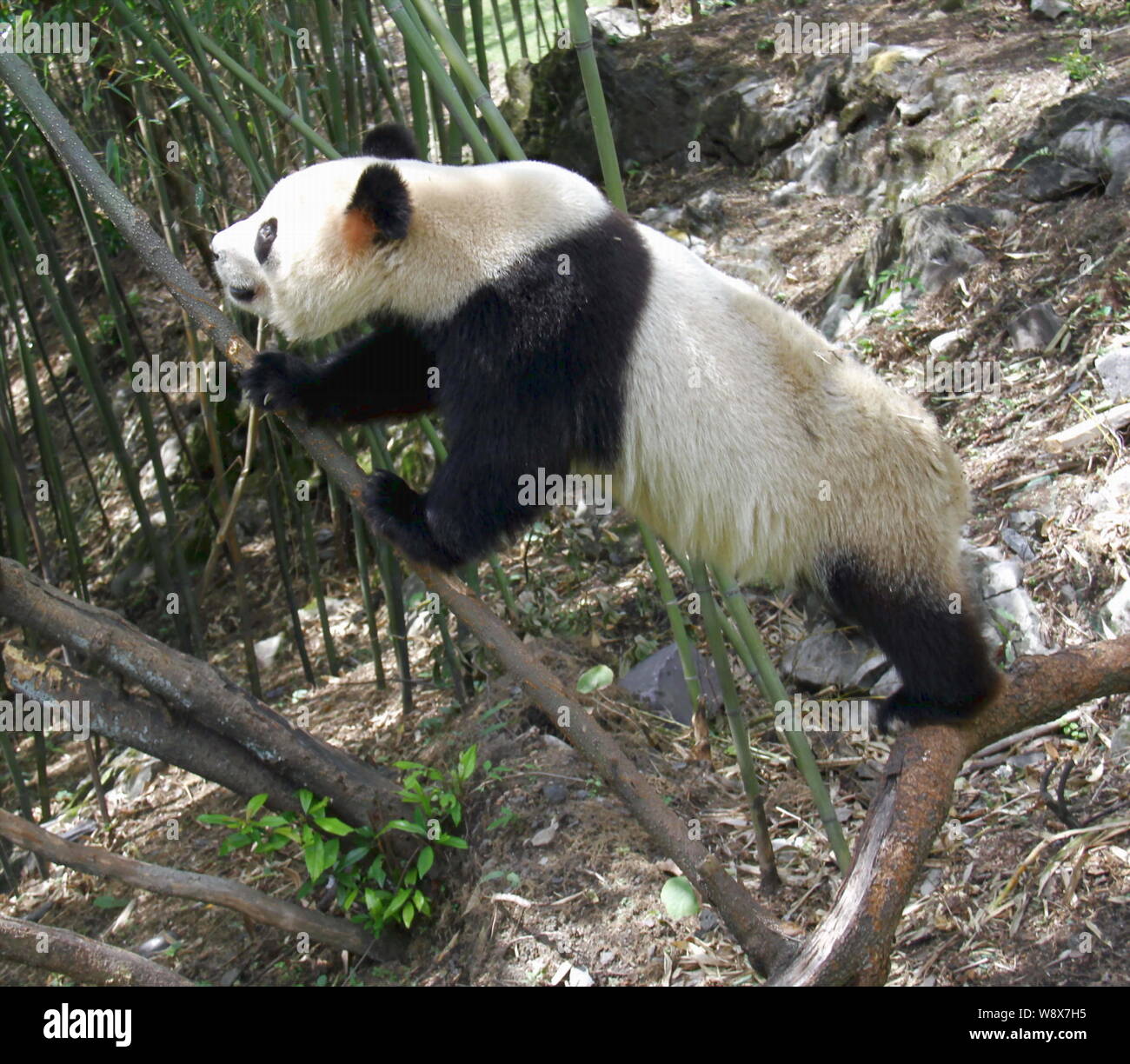 Female giant panda Yang Hua climbs a tree at the Huaying Mountain Giant ...