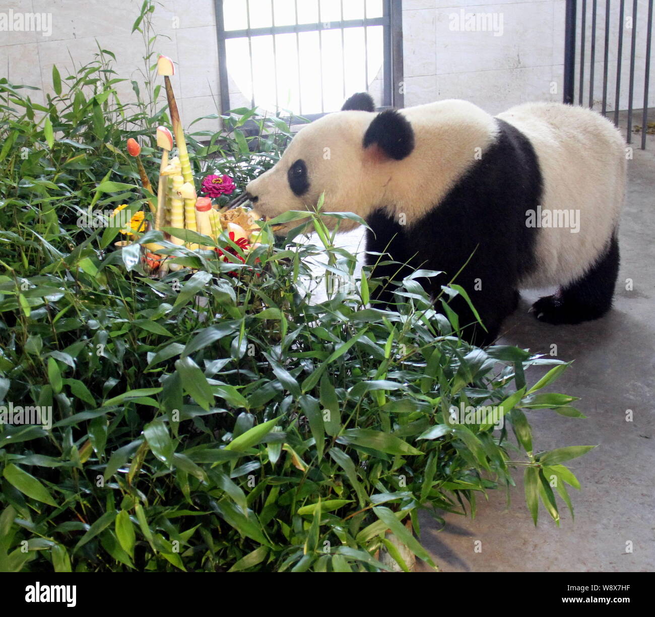 Male giant panda Yun Tao looks at his birthday cake made of bamboo at ...