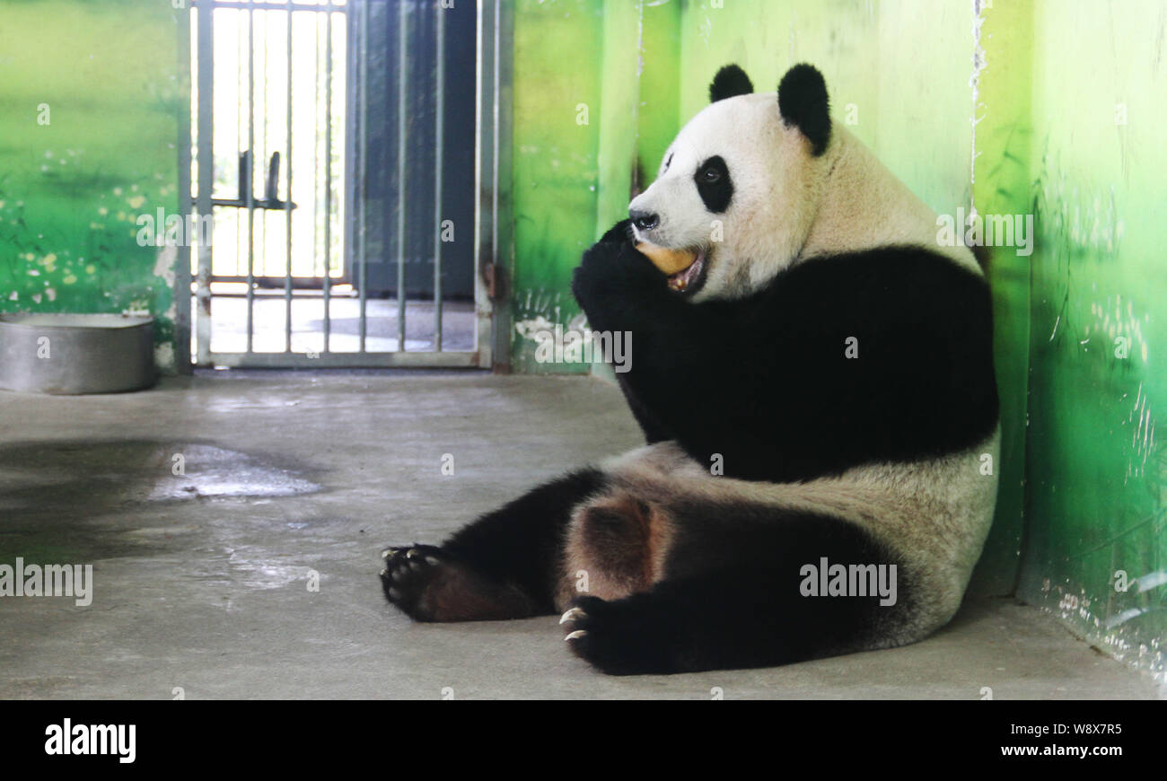 A giant panda eats mooncake-shaped fodder at Taihu Lake Wetland Park in ...