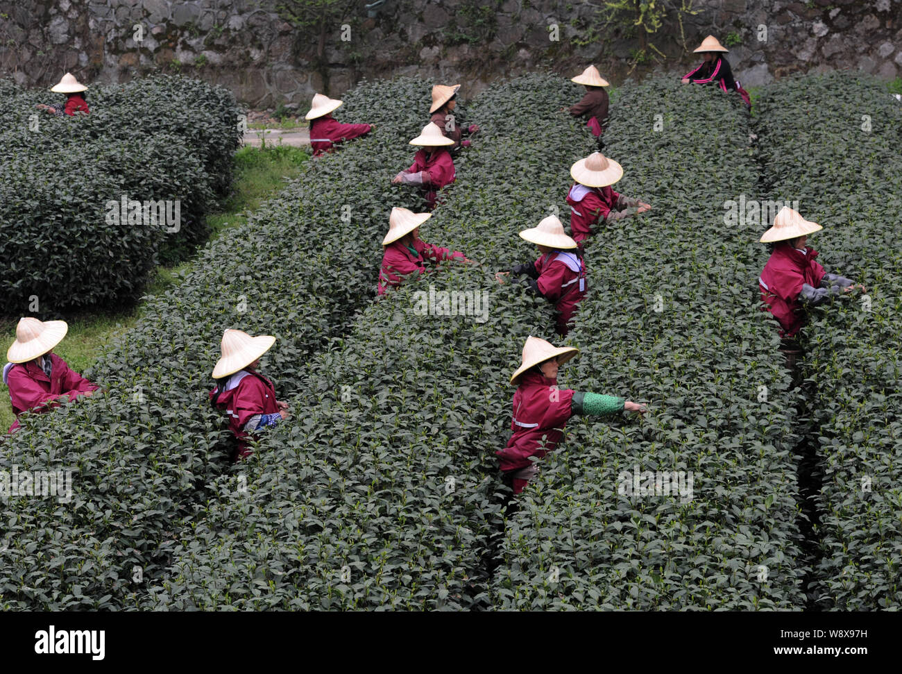 --FILE--Chinese farmers harvest West Lake Longjing tea leaves at a tea ...