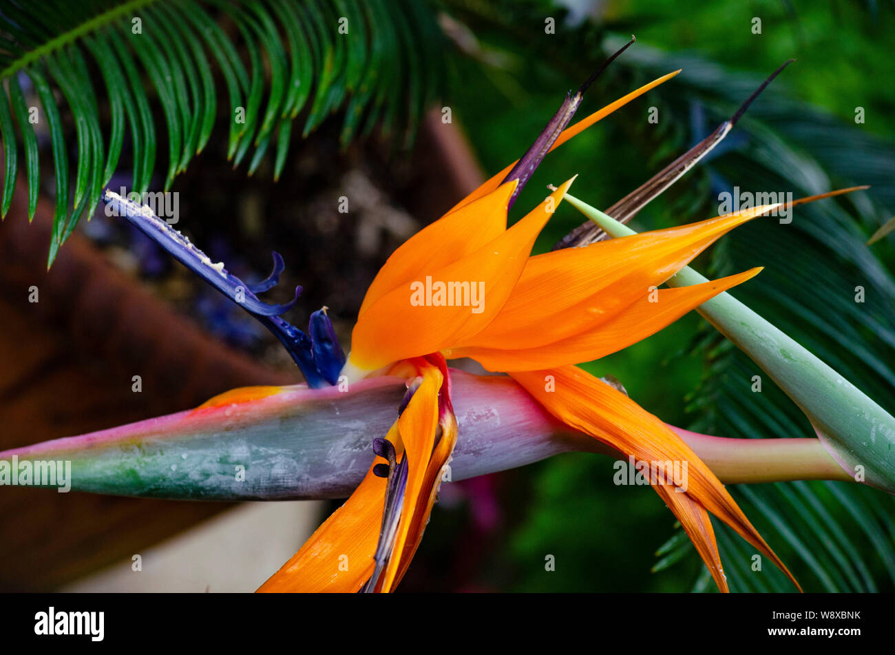 Exoctic plant hi-res stock photography and images - Alamy