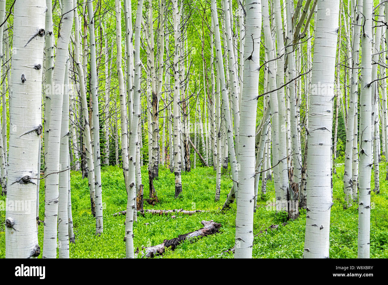 Aspen forest trees pattern in summer on Kebler Pass in Colorado in ...