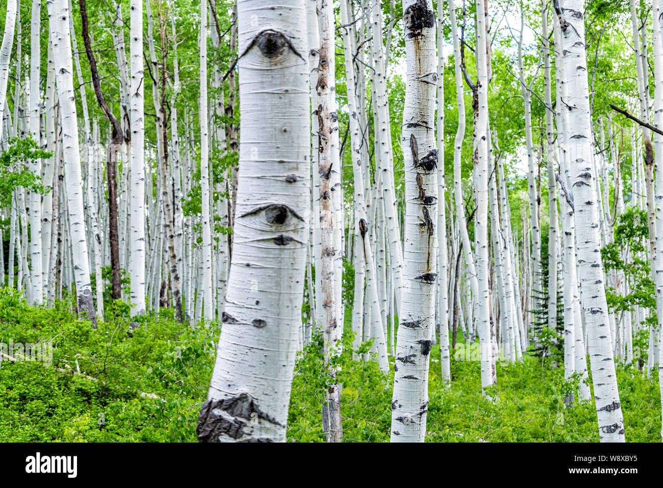 Aspen eyes hi-res stock photography and images - Alamy