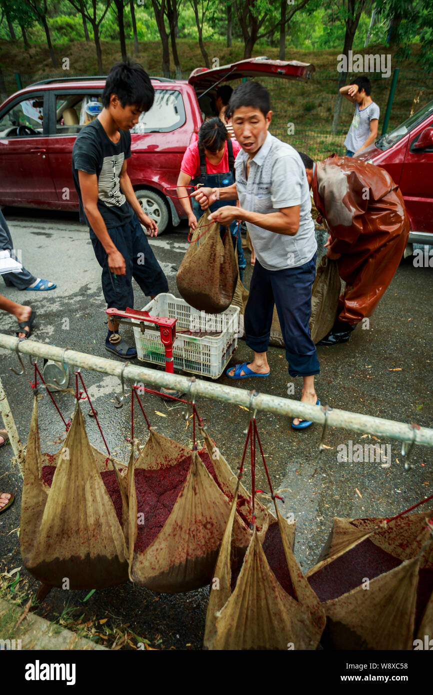 Chinese larvae collectors weigh larvae of mosquitoes they caught in the ...