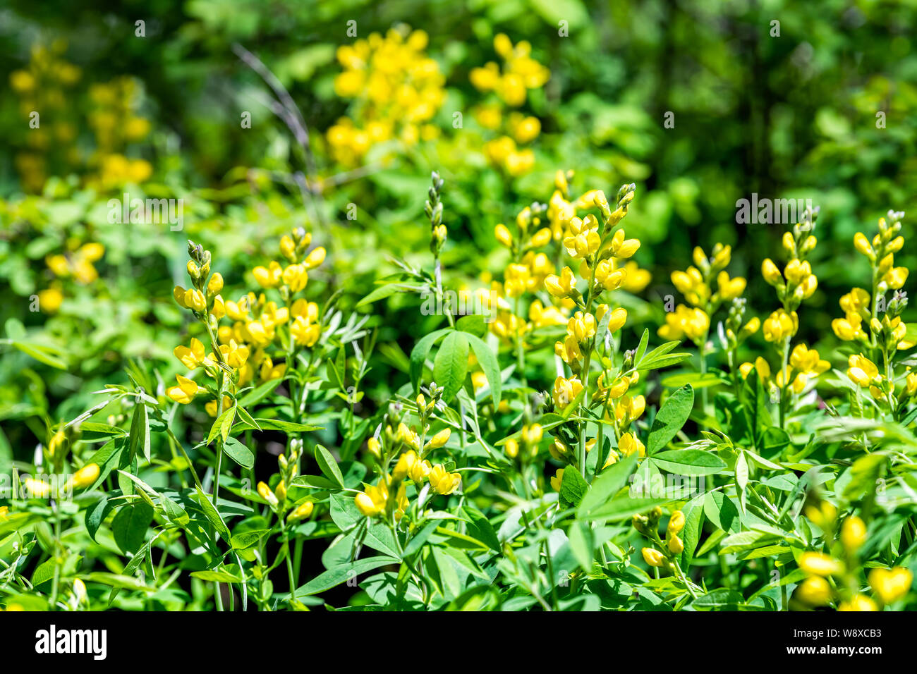 Thermopsis High Resolution Stock Photography and Images - Alamy