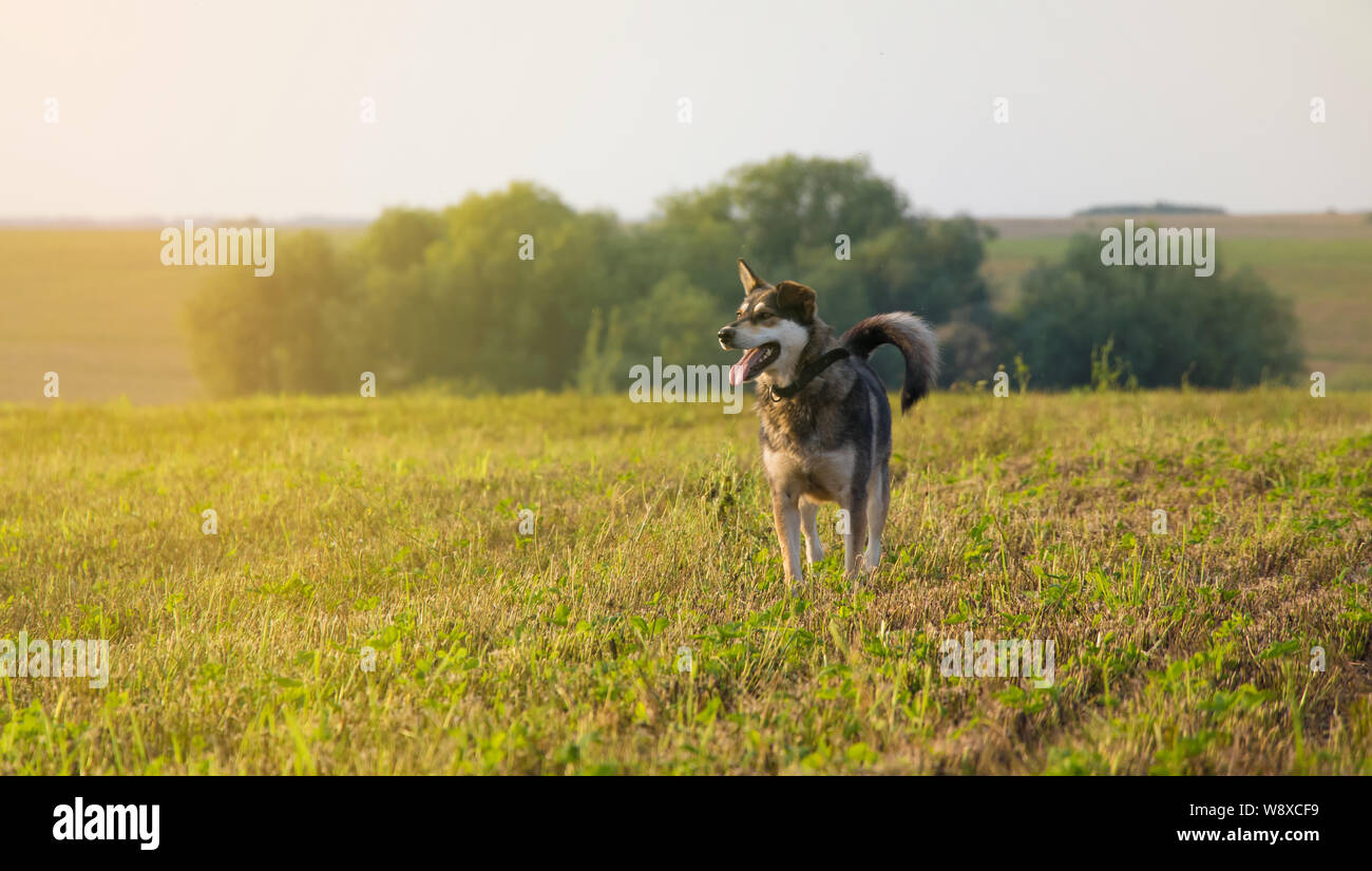 Dog walks in a beautiful field Stock Photo - Alamy