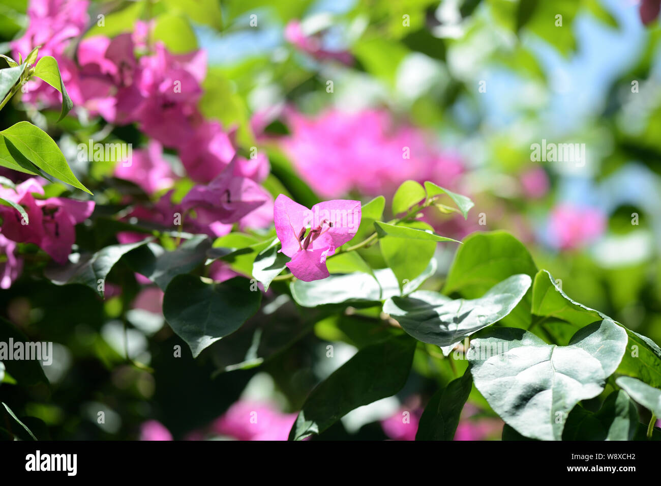 Gorgeous bougainvillea blooming in the summer garden close-up Stock ...