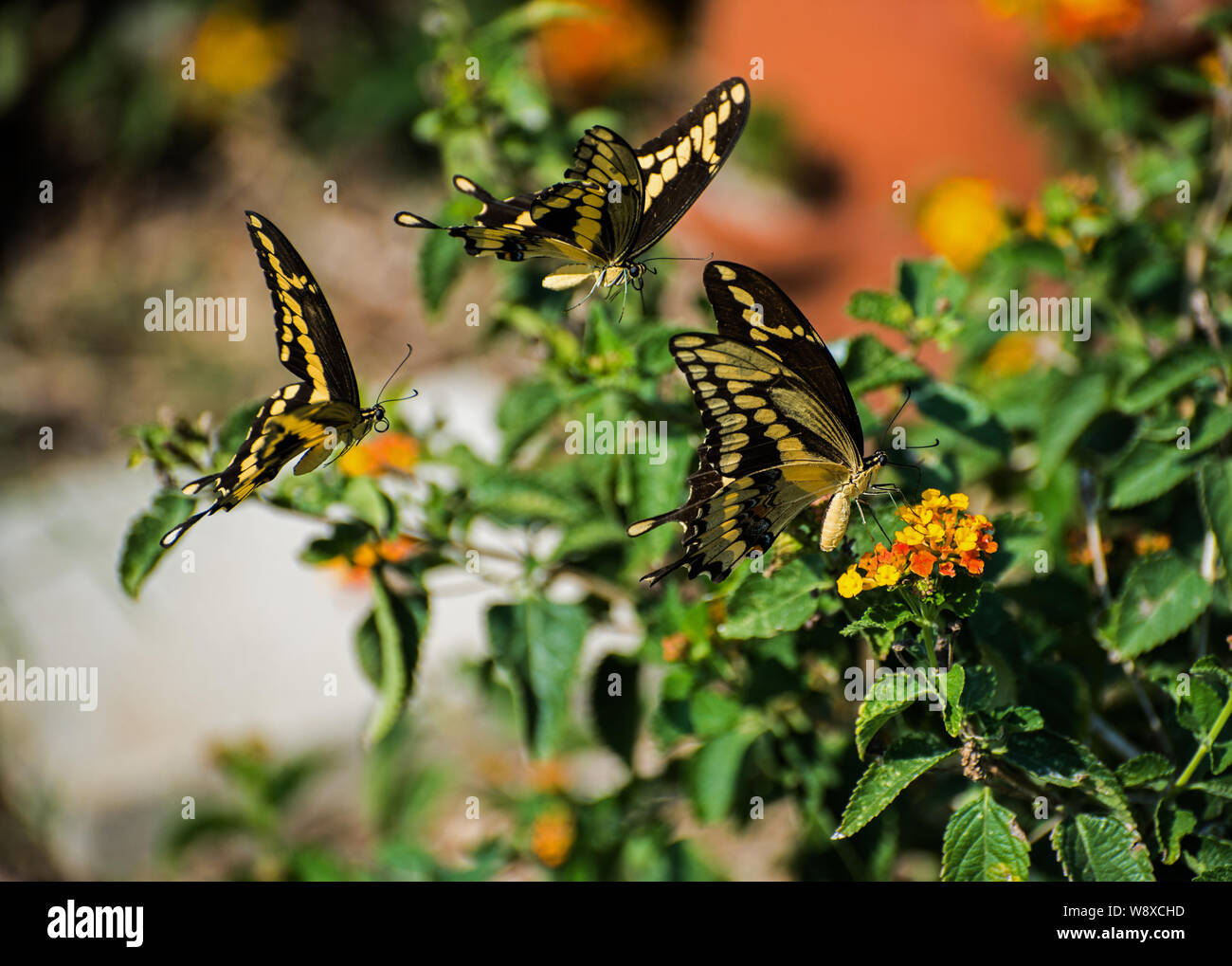 Butterfly trio hi-res stock photography and images - Alamy